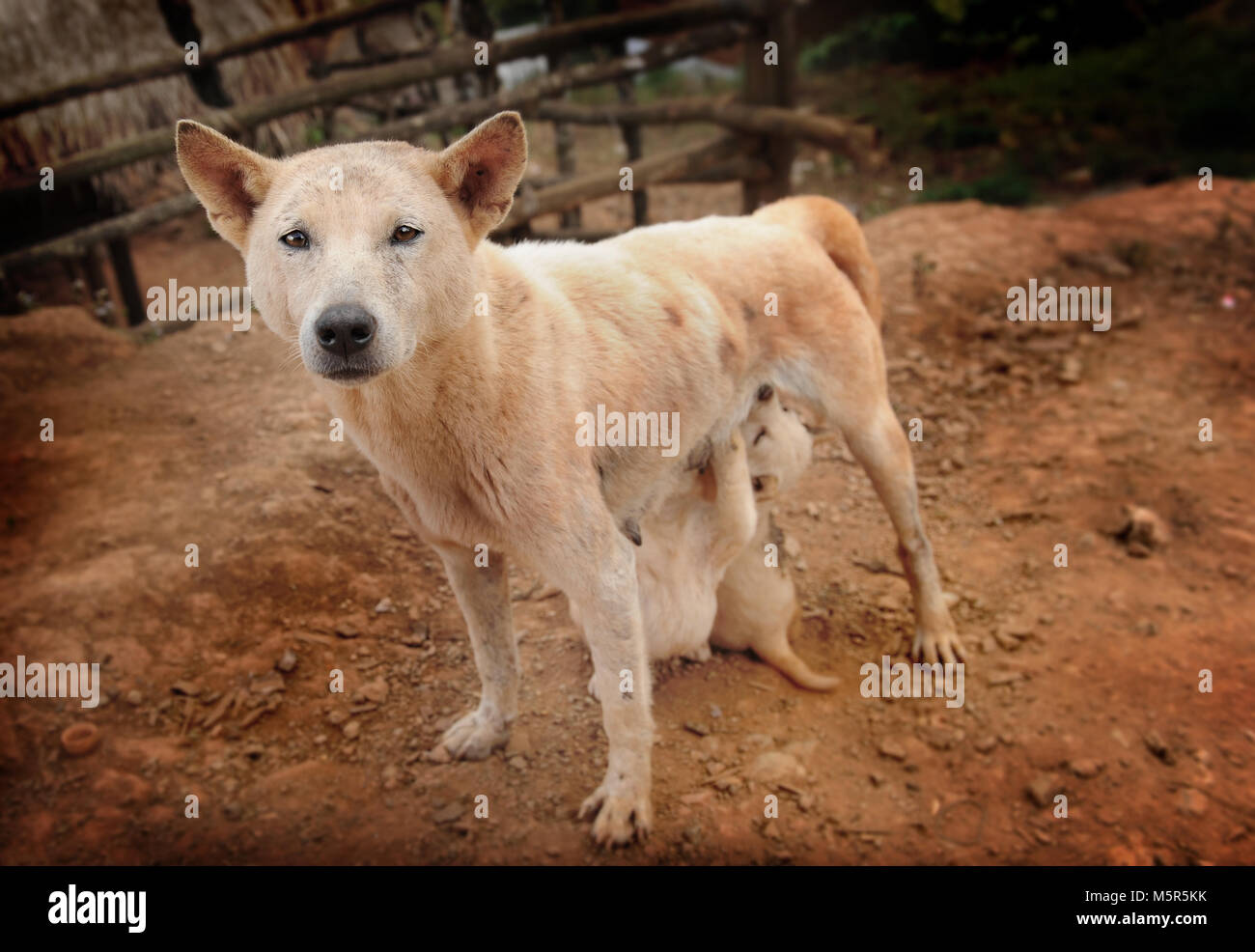 Native thai dog hi-res stock photography and images - Alamy