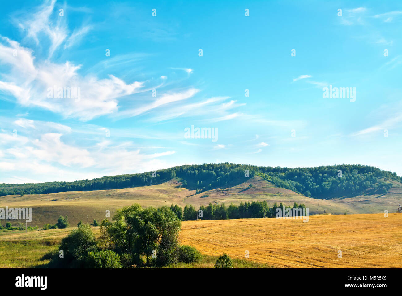 Summer landscape with golden bread field, trees, forest on a hill, blue ...