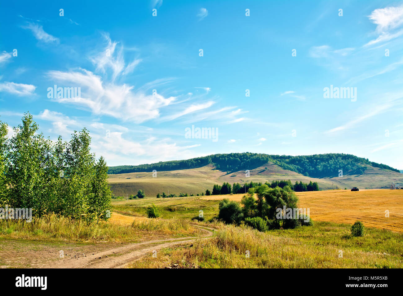 Summer landscape with golden bread field, dirt road and trees, forest ...