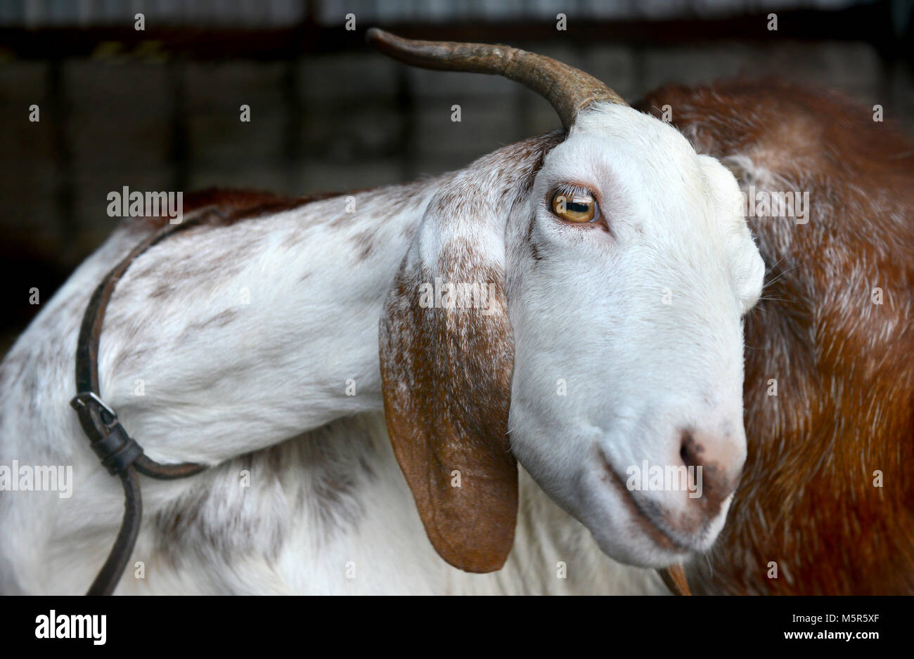 Acting of the goat in country farm Stock Photo - Alamy