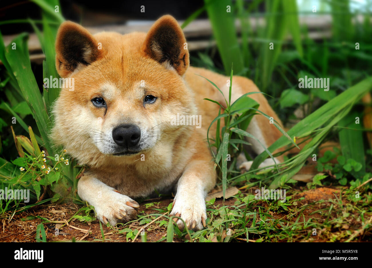 Thai native home dog life alone Stock Photo - Alamy