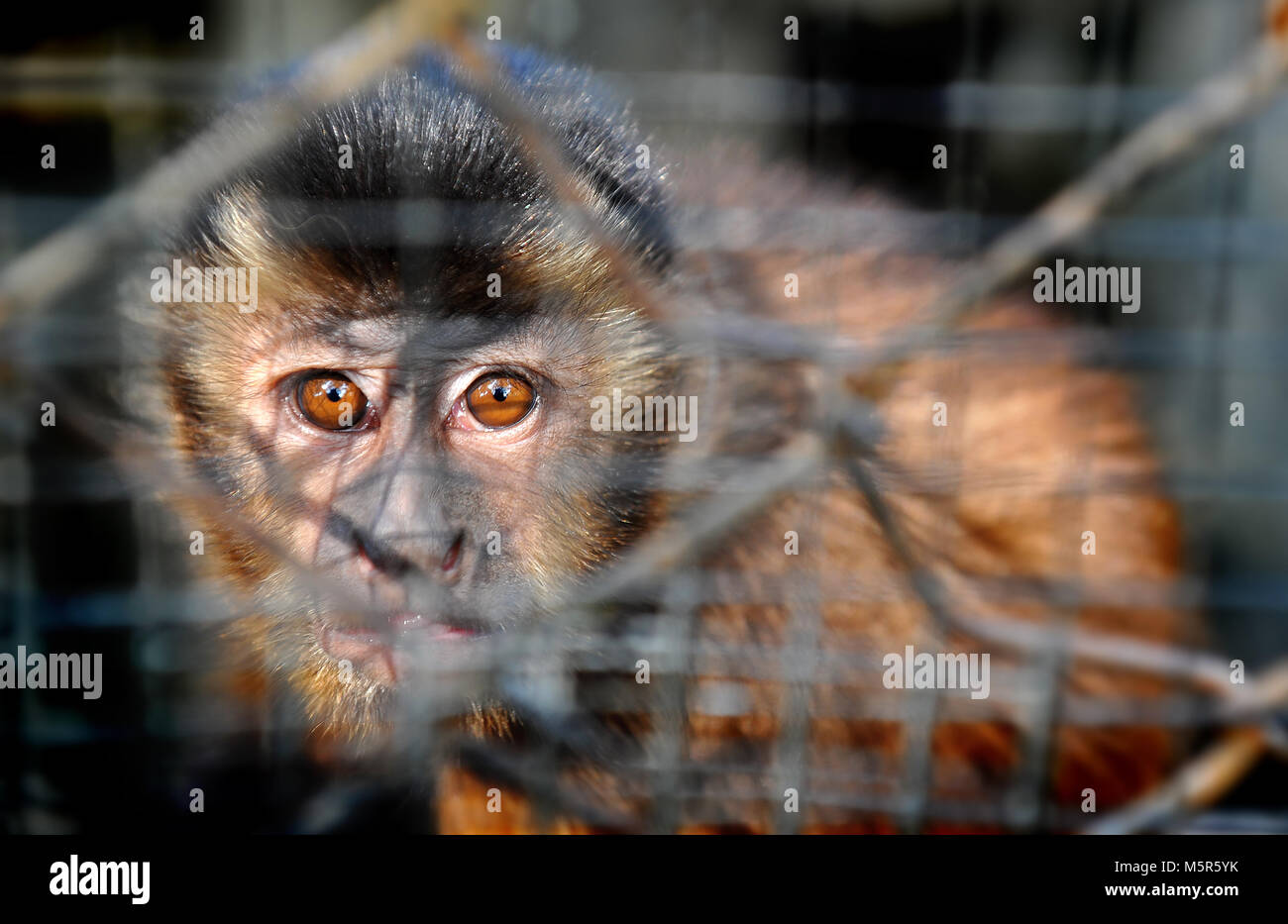 Angry capuchin monkey hi-res stock photography and images - Alamy