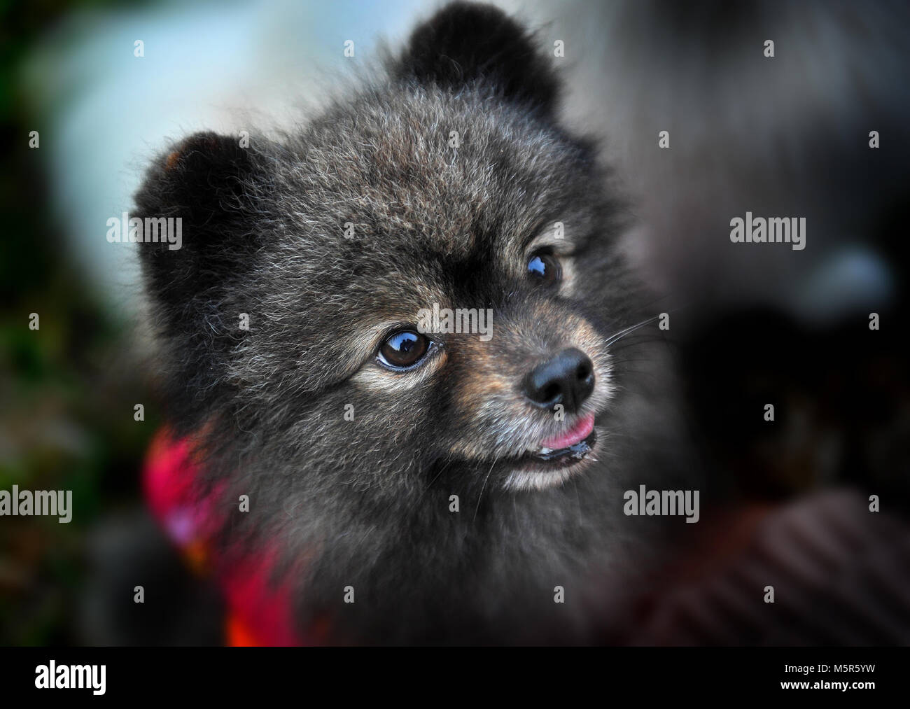 Dog Pom puppy pets small hair and funny Stock Photo - Alamy