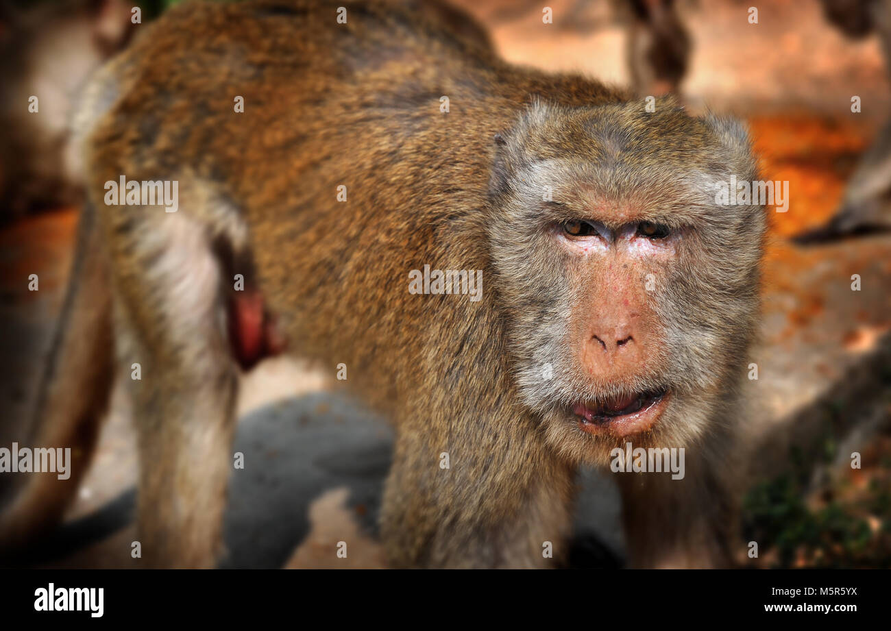 Monkey live hi-res stock photography and images - Alamy