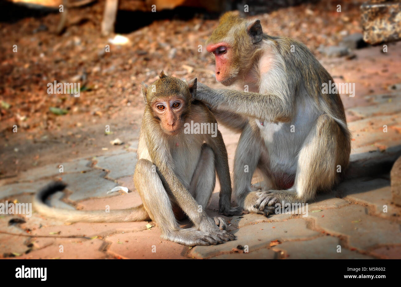 Thailand monkey live in big group nearly people Stock Photo - Alamy
