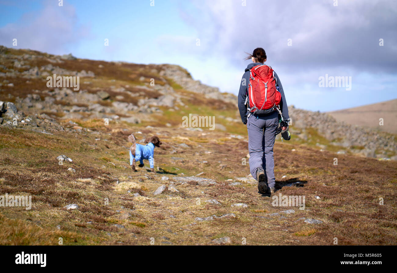 A hiker and their dog approaching the summit of Carrock Fell in the ...