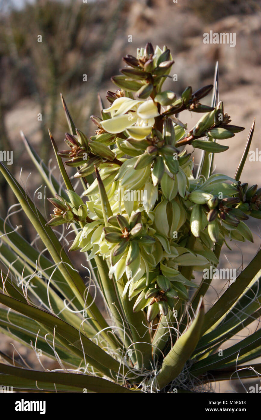 Mojave yucca (Yucca schidigera Stock Photo - Alamy