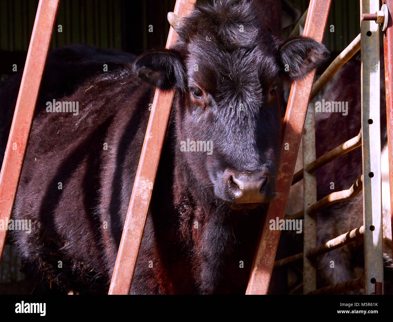 Large cattle gate hi-res stock photography and images - Alamy