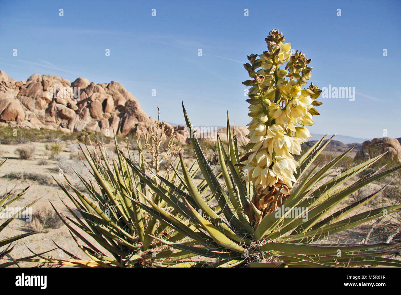 Mojave yucca in bloom at Indian Cove Campground; Twentynine Palms ...