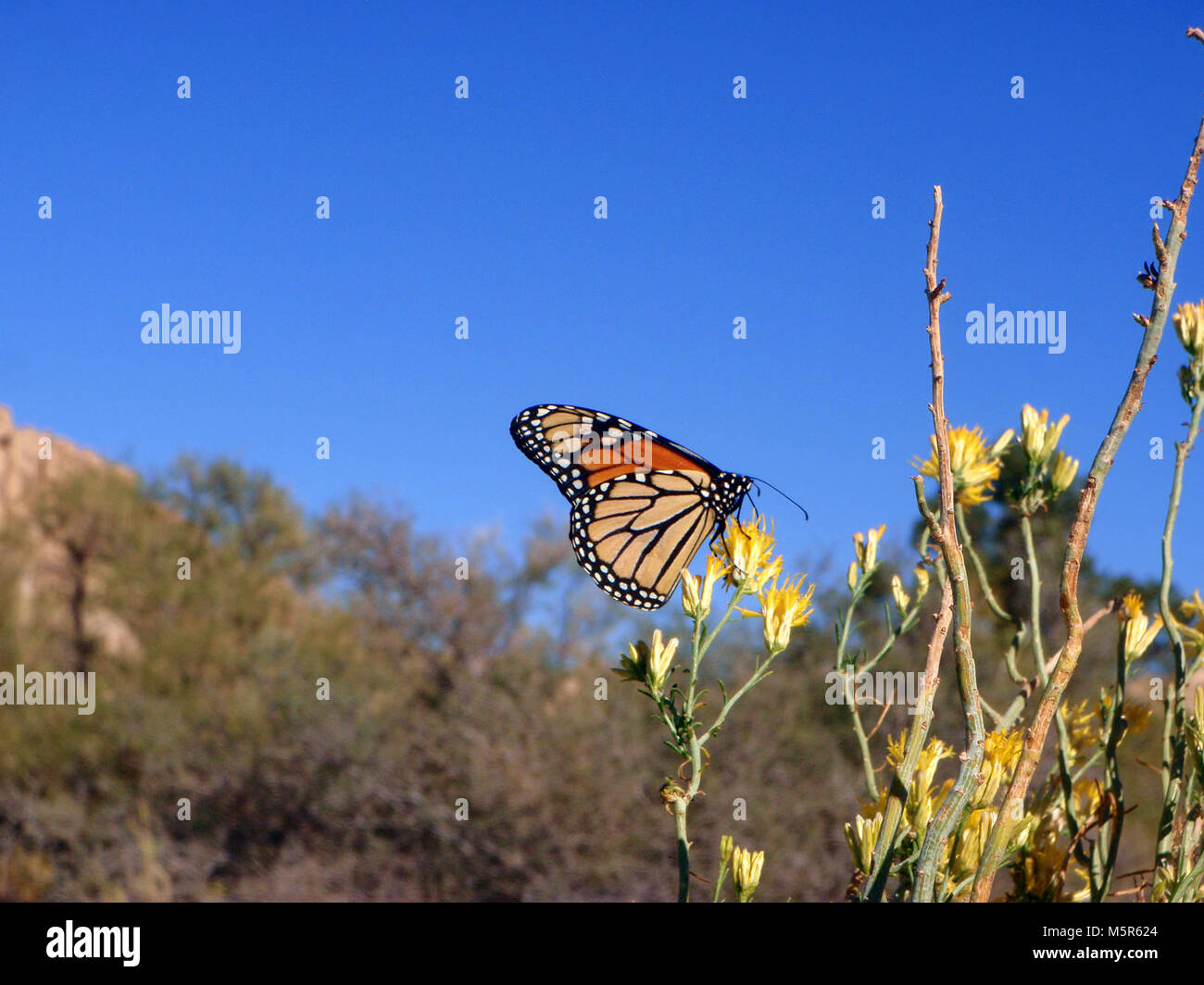 Monarch butterfly (Danaus plexippus Stock Photo - Alamy