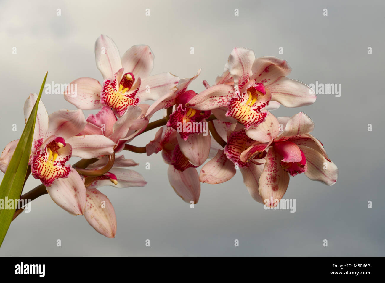Wild Orchids, Cymbidium Stock Photo - Alamy