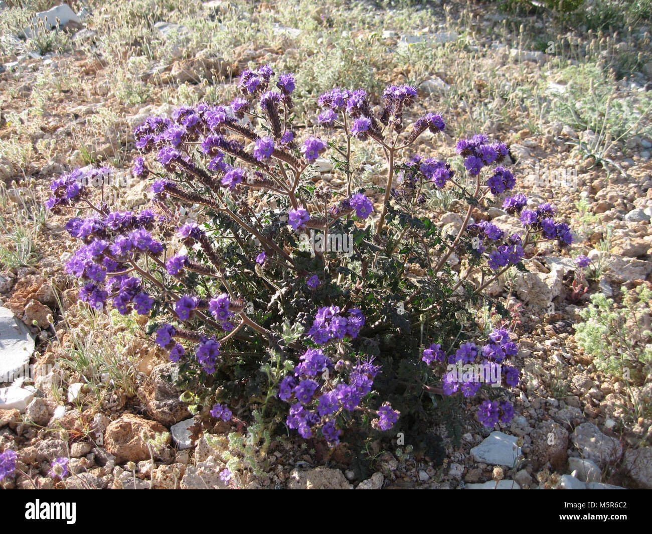 Notch-leafed scorpion-weed (Phacelia crenulata); Old Dale Mining ...