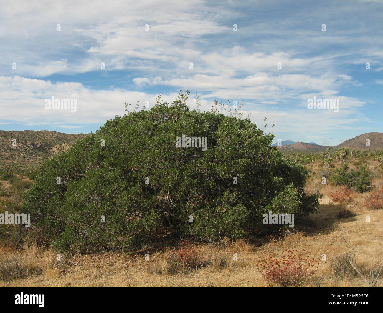 Oak (Quercus sp); Juniper Flats area Stock Photo - Alamy