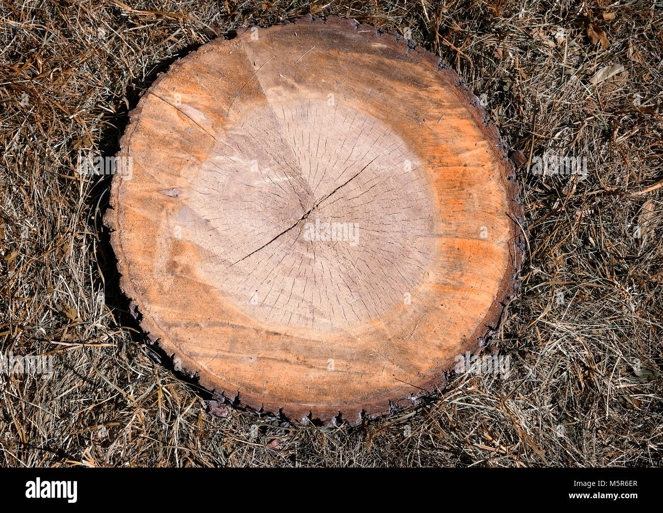 Background image: the surface of the stump of the felled wood with ...