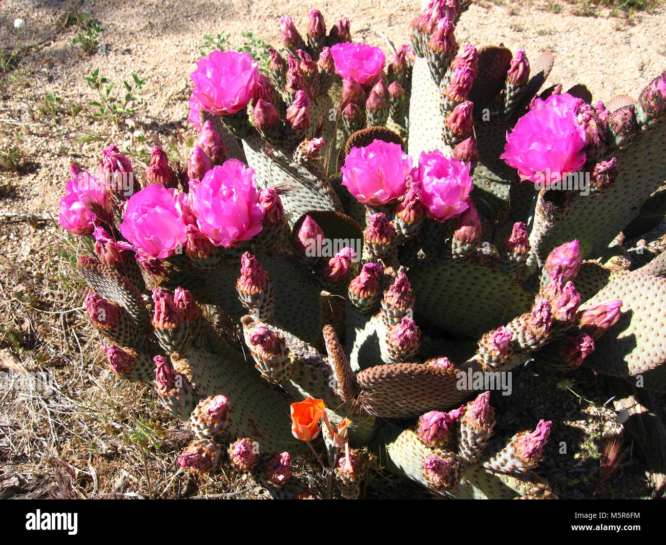 Opuntia basilaris, Beavertail Stock Photo - Alamy