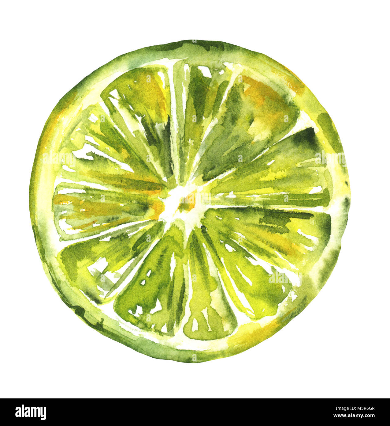 A drawing of a watercolour lime, isolated on a white background Stock ...