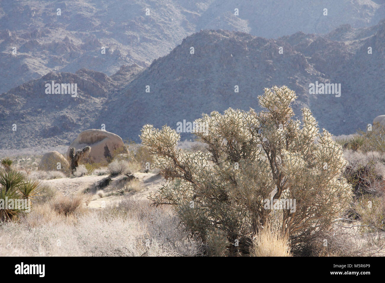 Pencil cholla (Cylindropuntia ramosissima); Indian Cove Campground ...