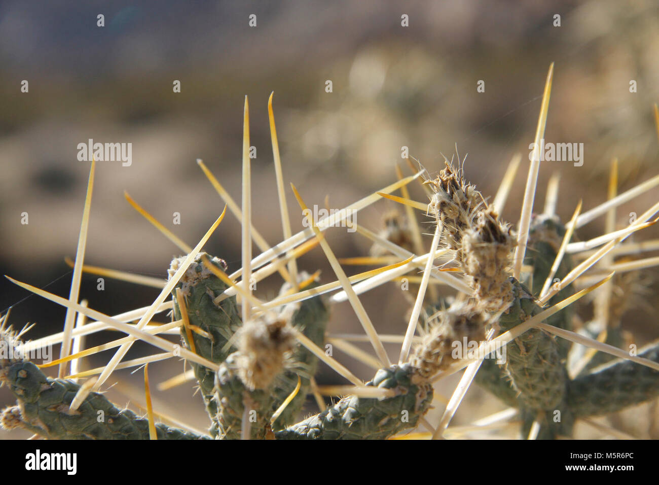 Pencil cholla (Cylindropuntia ramosissima); Indian Cove Campground ...