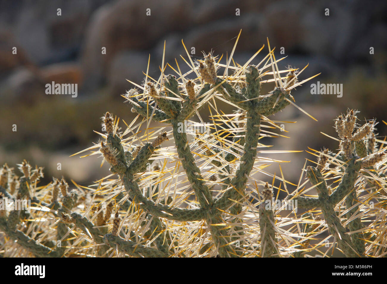 Pencil cholla (Cylindropuntia ramosissima); Indian Cove Campground ...