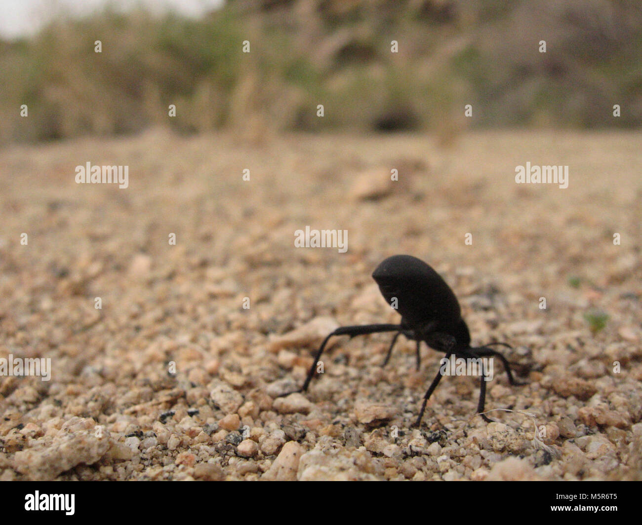 Pinacate beetle hi-res stock photography and images - Alamy