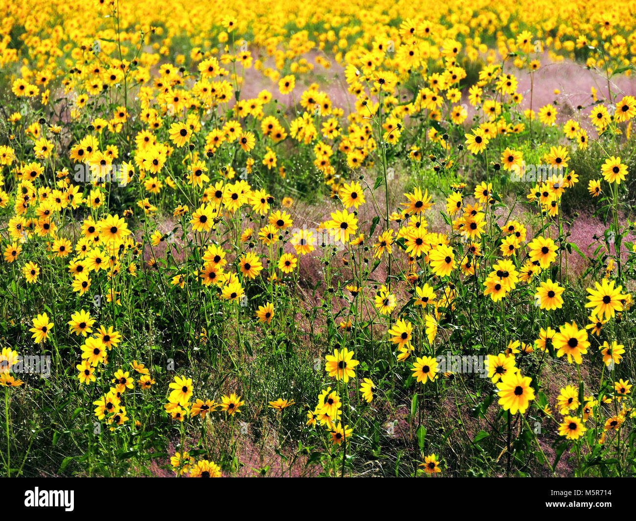 Prairie Sunflowers and Ring Muhly Grasses Stock Photo - Alamy