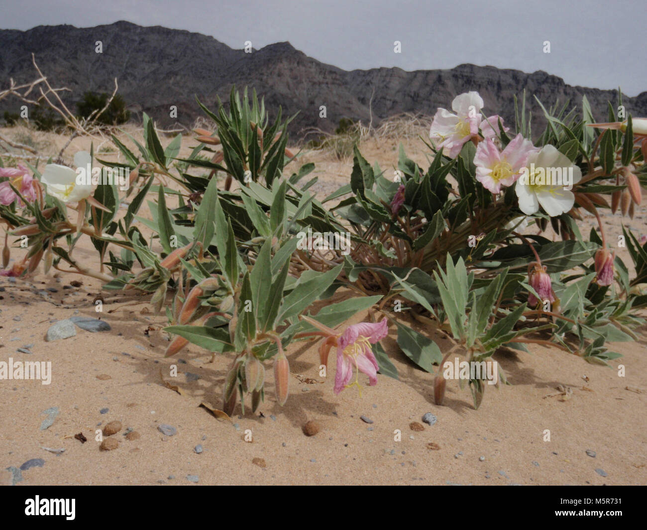 Primrose family hi-res stock photography and images - Alamy