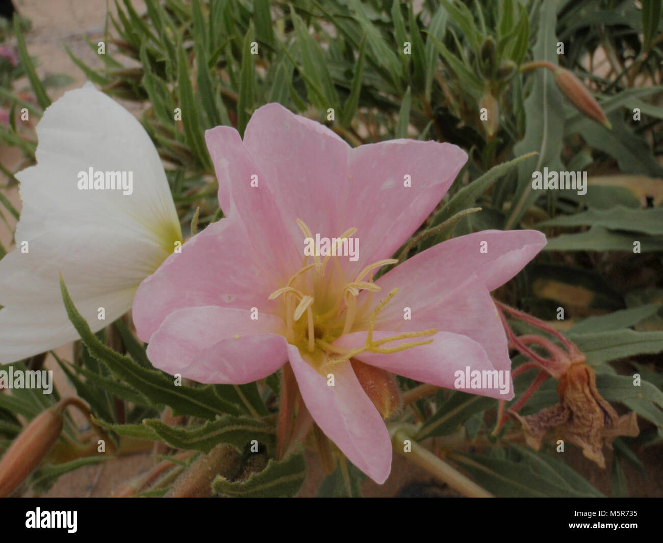 Primrose (Family Primulaceae Stock Photo - Alamy