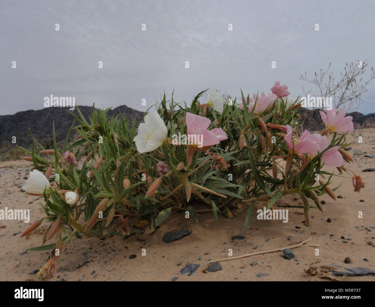 Primrose (Family Primulaceae Stock Photo - Alamy