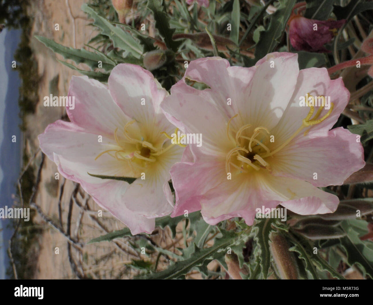 Primrose (Family Primulaceae Stock Photo - Alamy