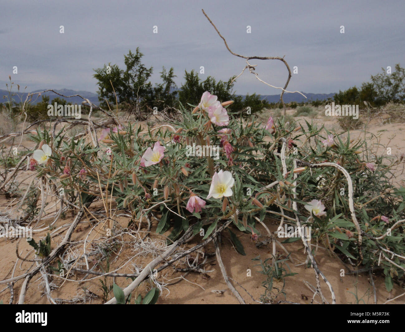 Primrose (Family Primulaceae Stock Photo - Alamy