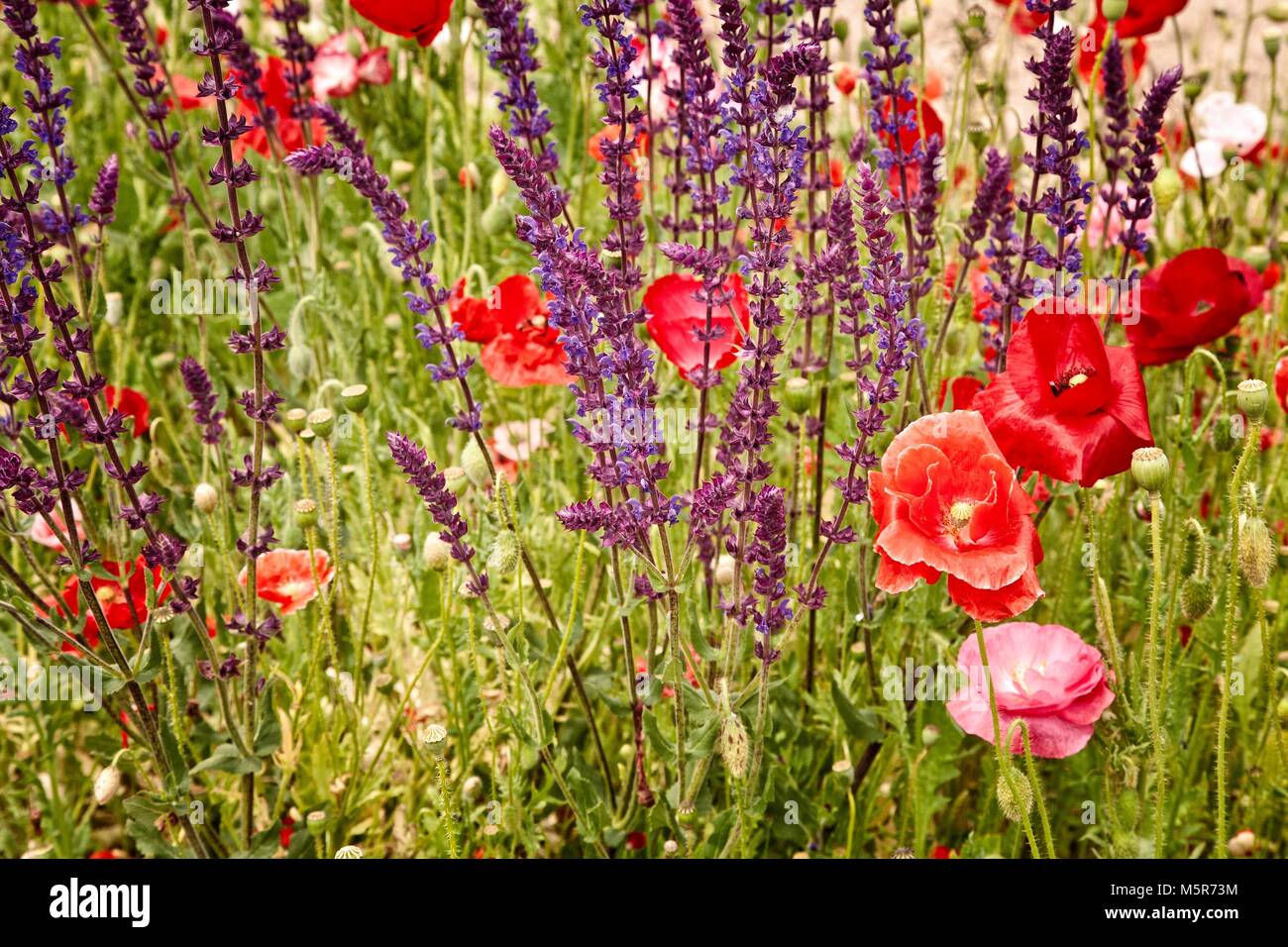Pictorial meadows hi-res stock photography and images - Alamy