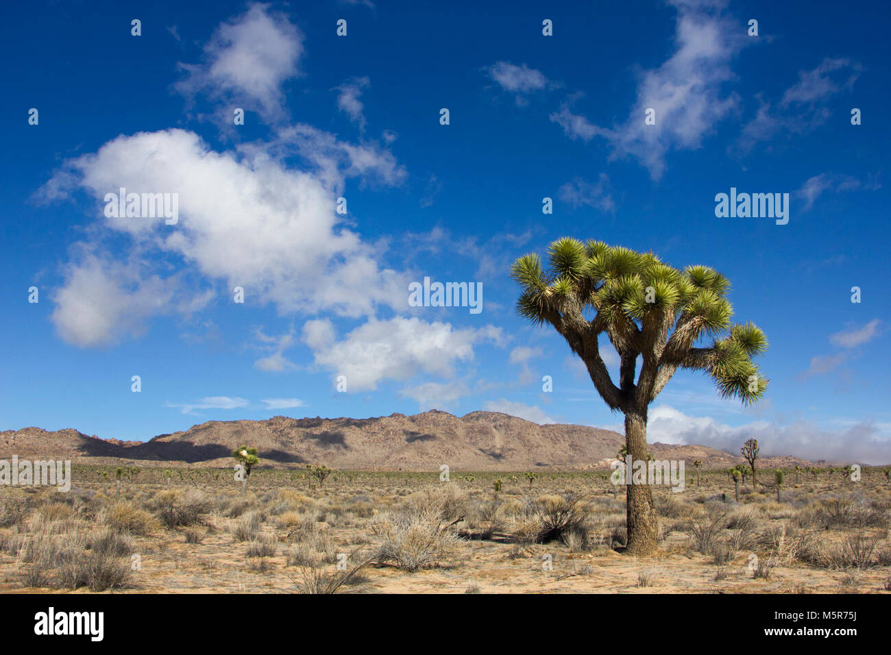 Queen Mountain towers over Queen Valley as viewed from Bighorn Stock ...
