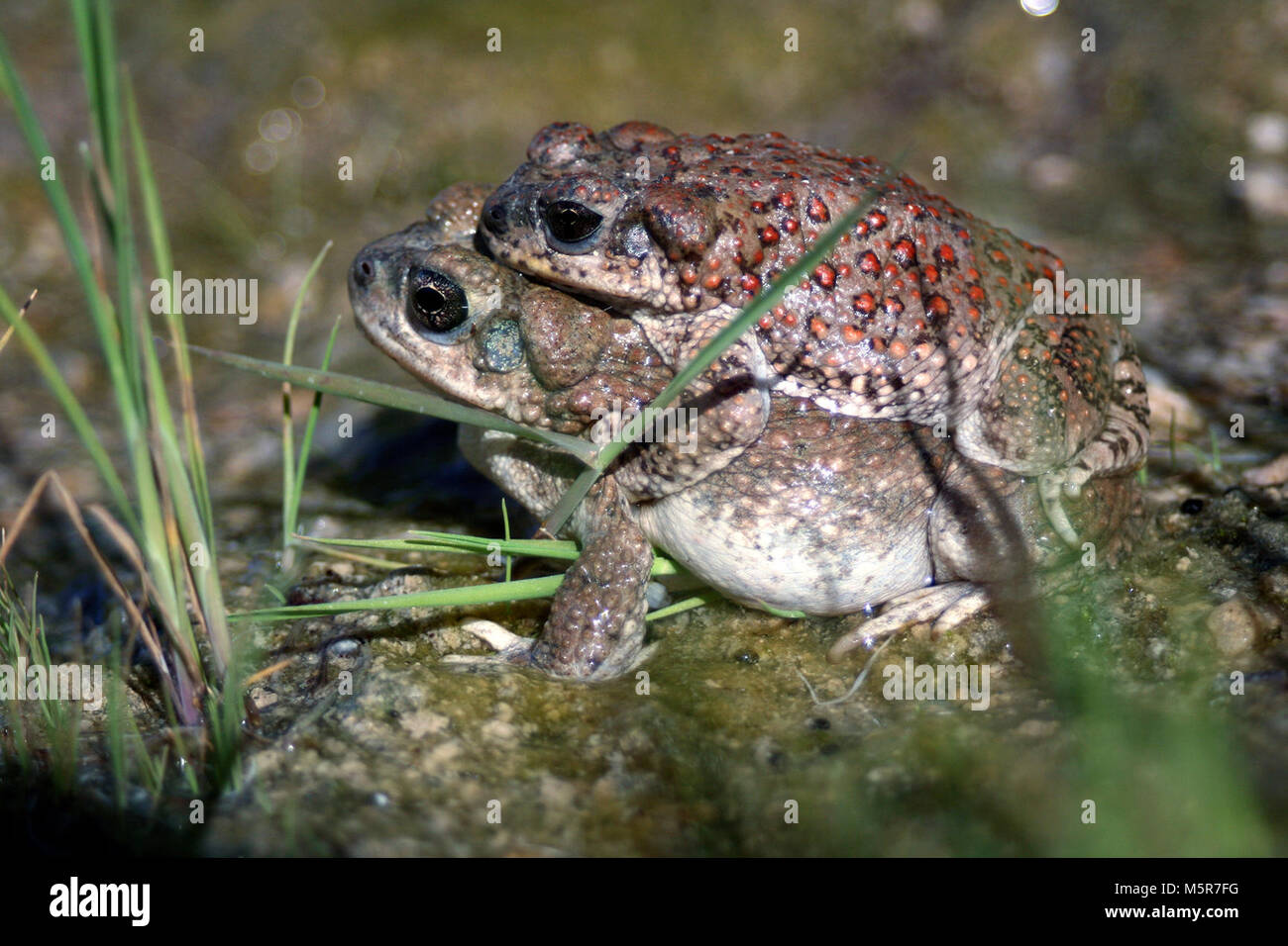 Red Spotted Toad Stock Photo - Alamy