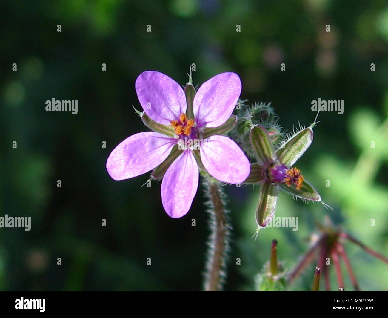 Redstem stork's bill (Erodium cicutarium); Bajada Stock Photo - Alamy