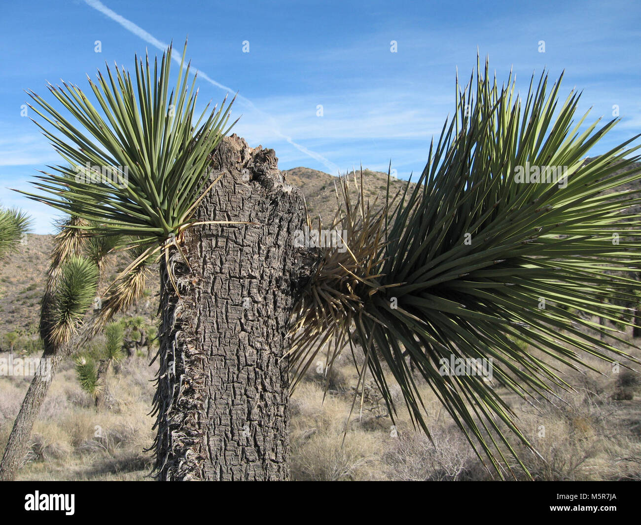 Resprouting Joshua tree (Yucca brevifolia); Black Rock Canyon Stock ...