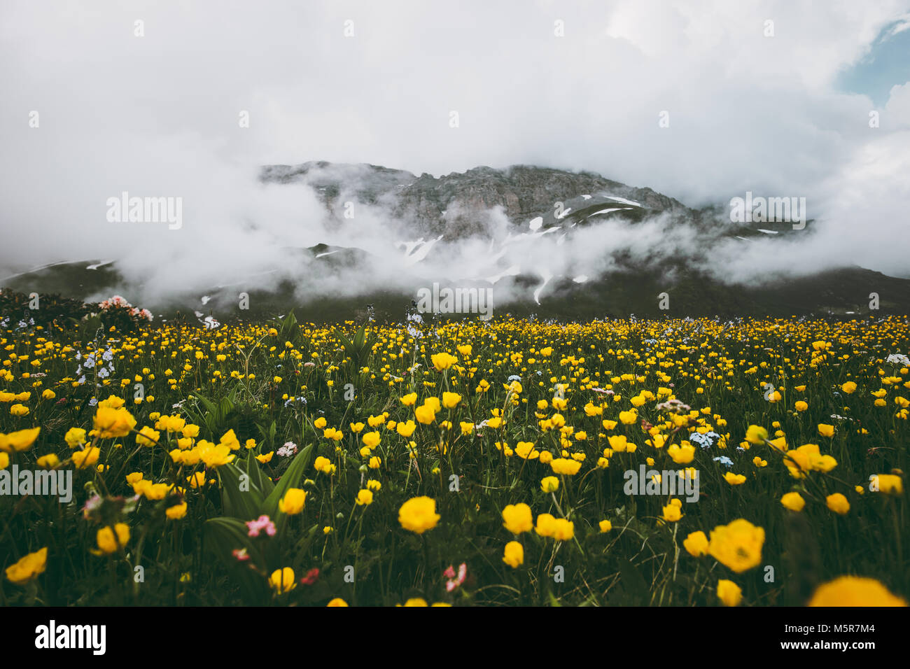 Spring Landscape yellow flowers and mountains Landscape Travel ...