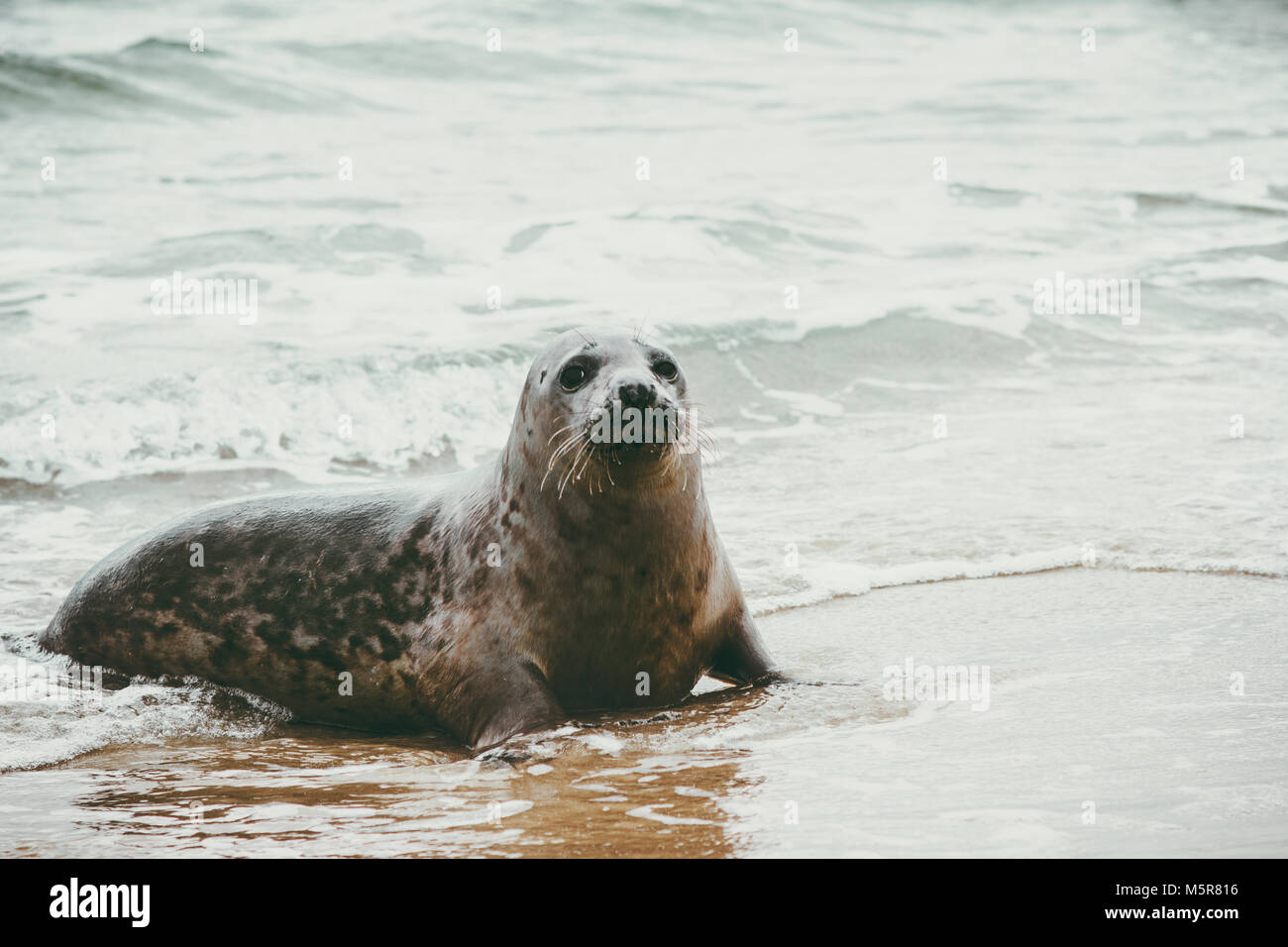 Sandy beach in denmark hi-res stock photography and images - Alamy