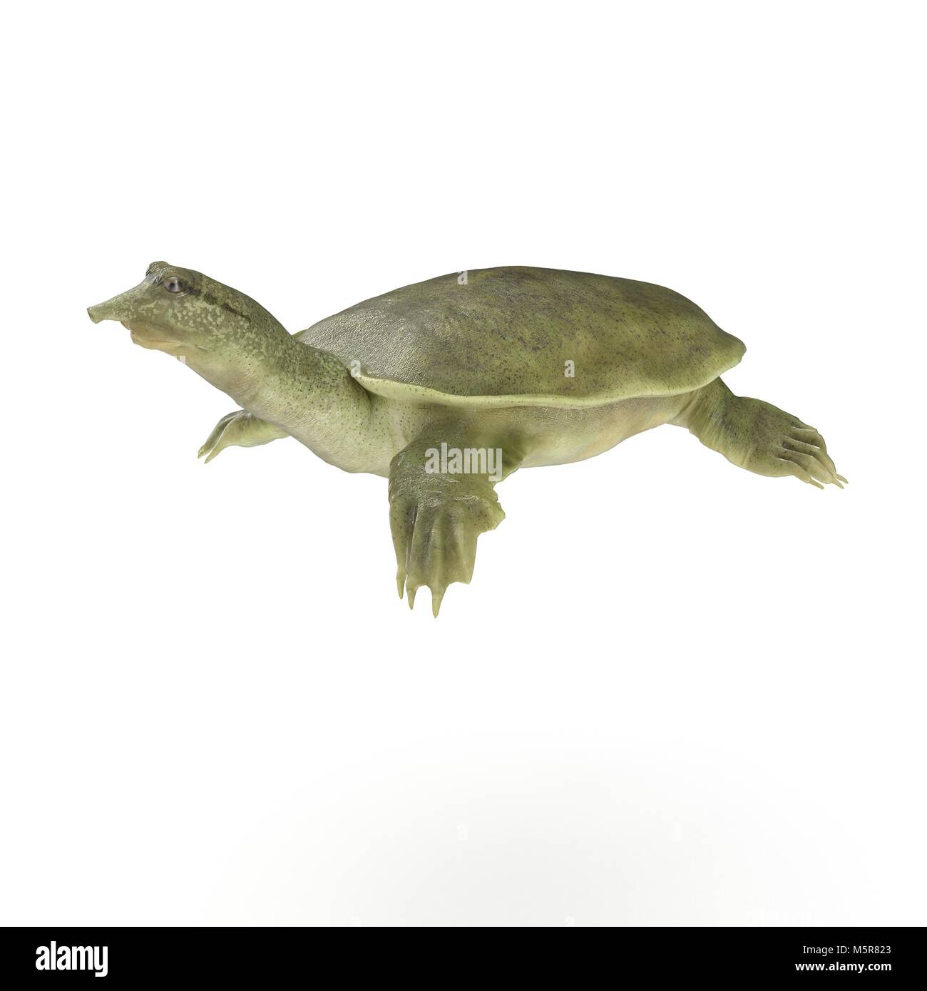 Chinese softshell turtle hi-res stock photography and images - Alamy