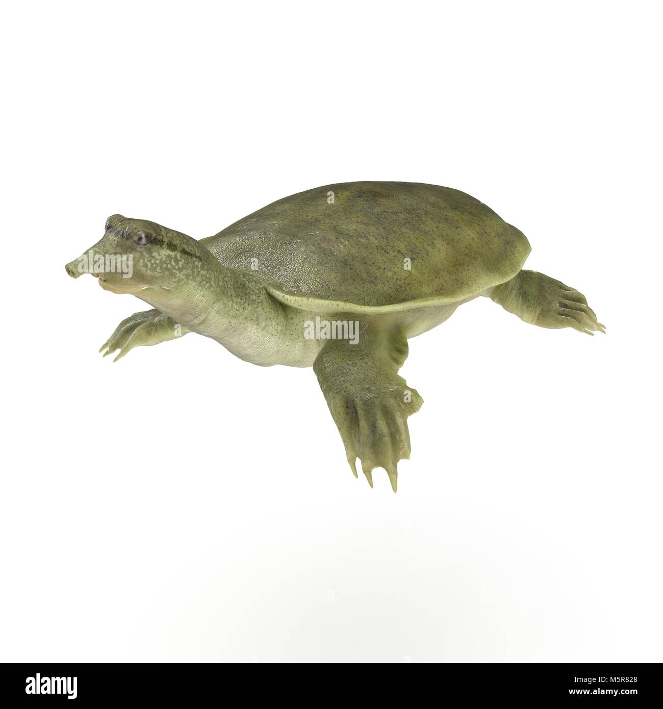 Chinese softshell turtle pelodiscus sinensis hi-res stock photography ...