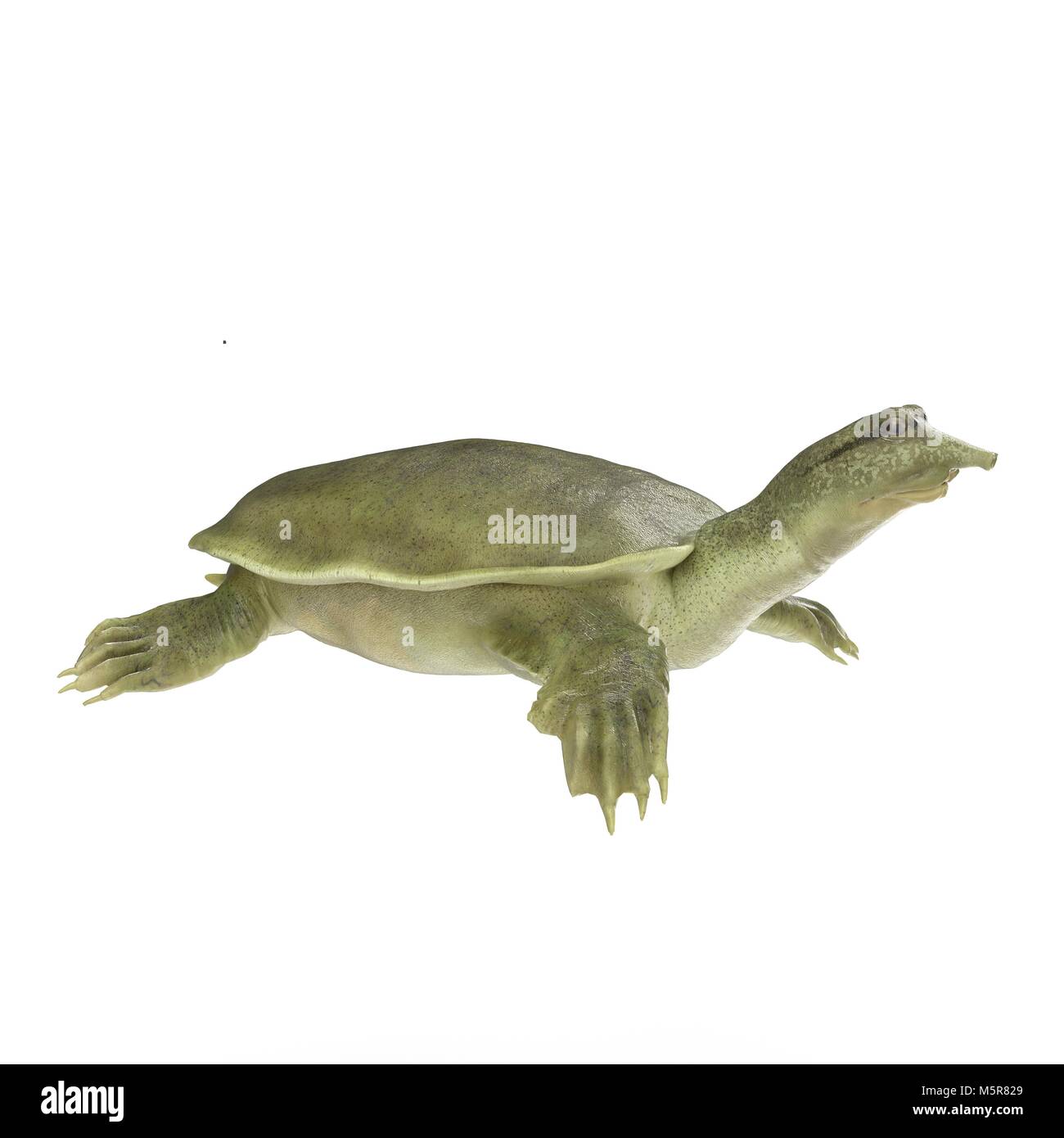 Chinese softshell turtle pelodiscus sinensis Cut Out Stock Images ...