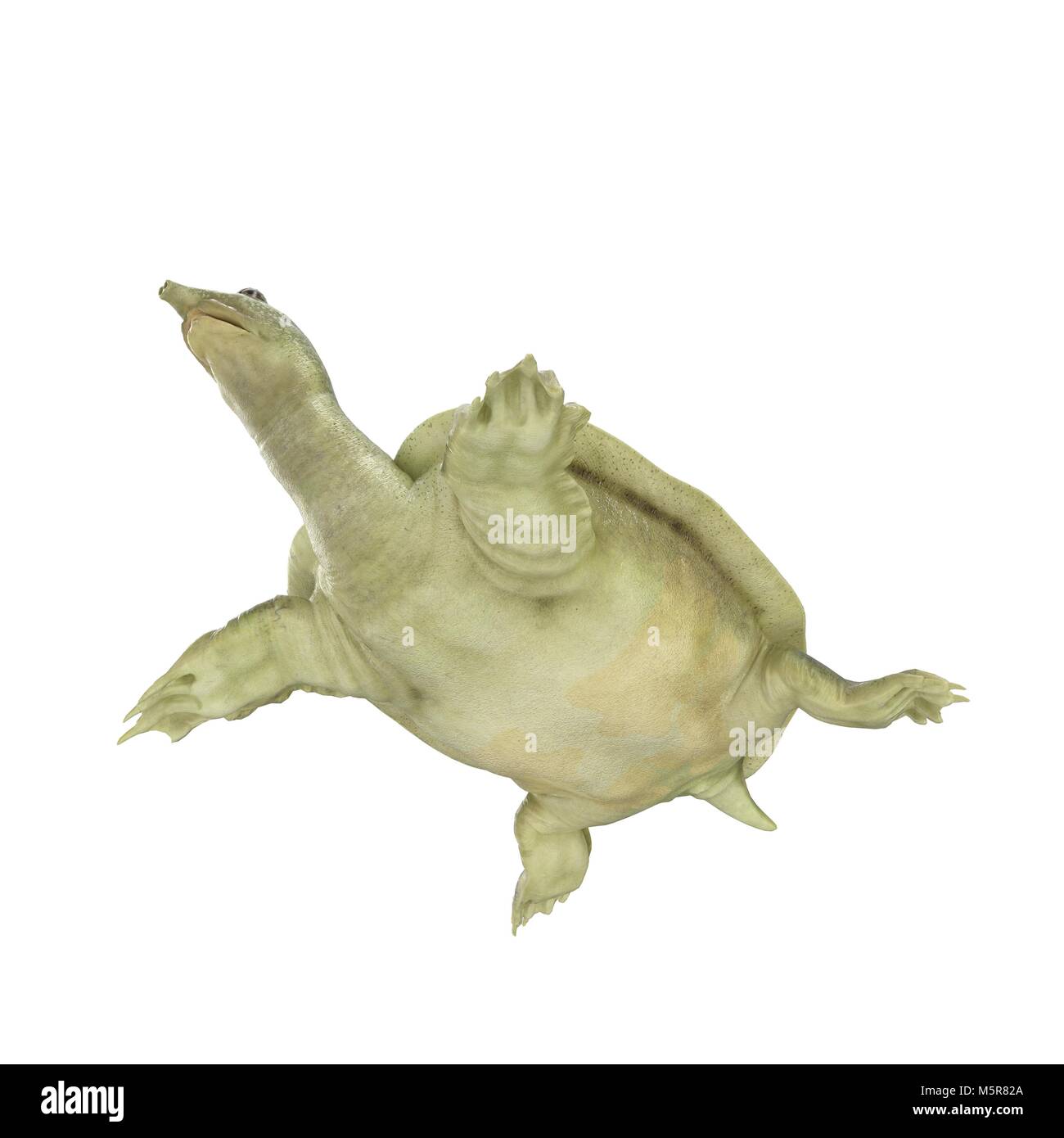 Chinese soft-shelled turtle on white. 3D illustration Stock Photo - Alamy