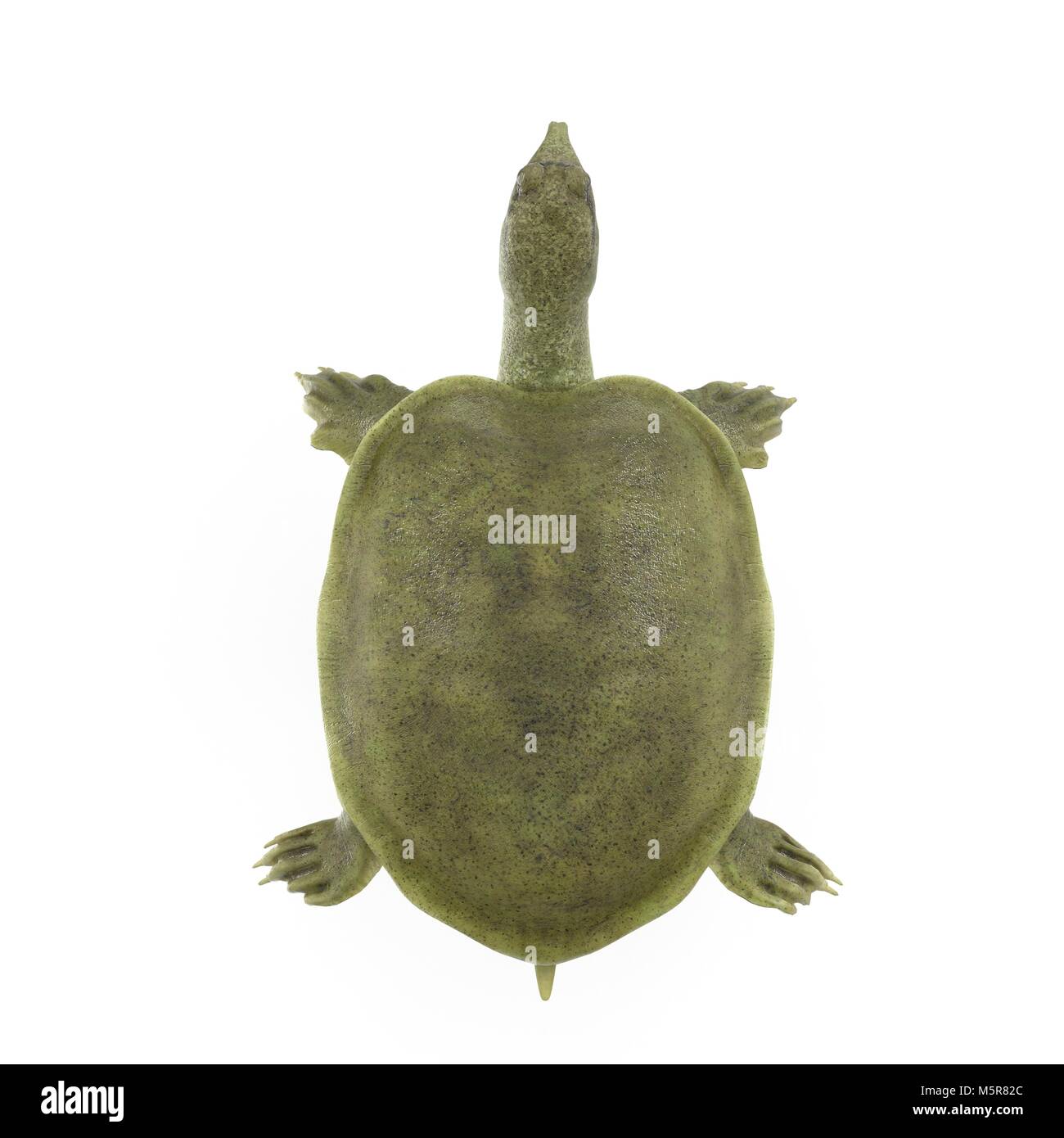 Turtle shell, top view Cut Out Stock Images & Pictures - Alamy