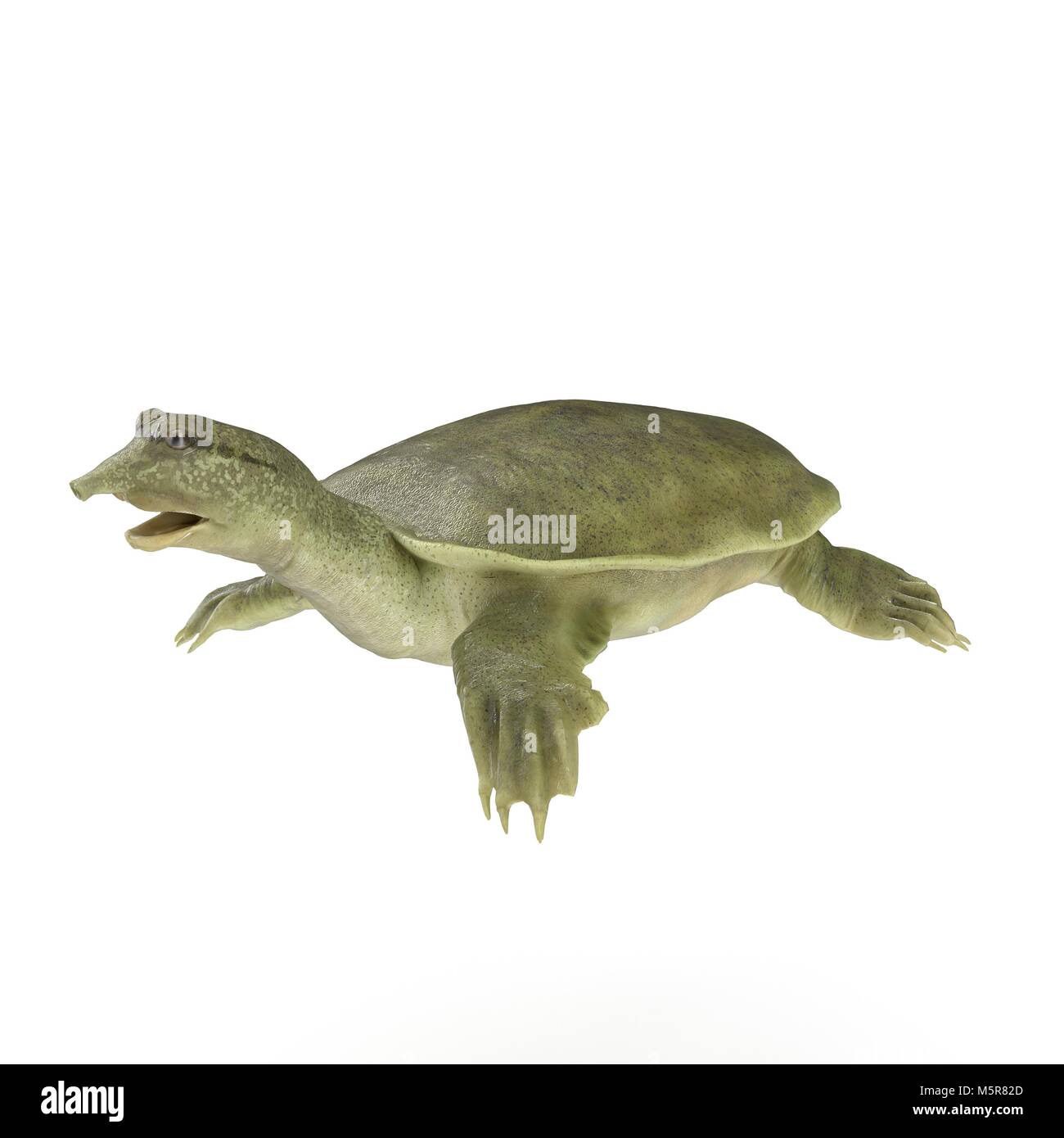 Chinese Softshell Turtle Stock Photos & Chinese Softshell Turtle Stock ...