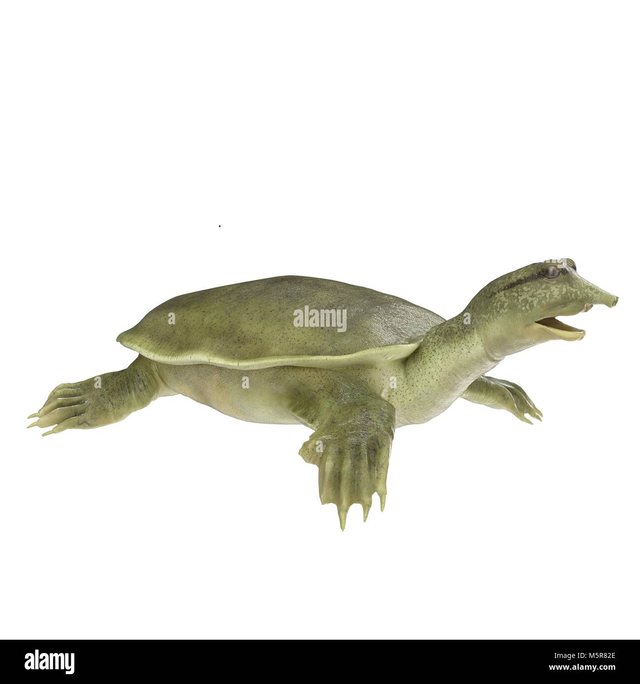 Chinese softshell turtle pelodiscus sinensis Cut Out Stock Images ...