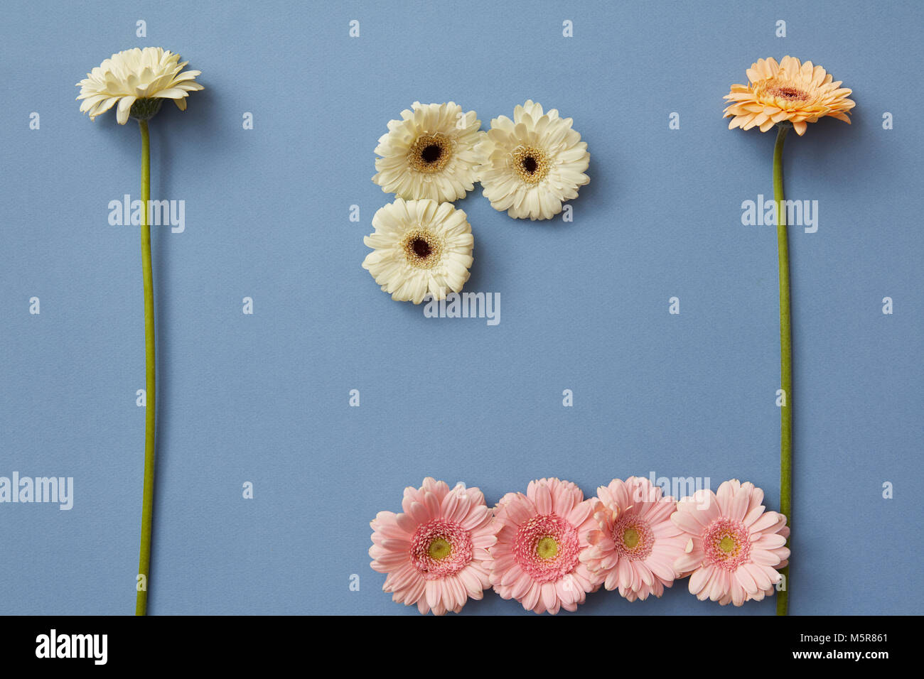 Composition of different colors of gerberas isolated on a blue paper ...