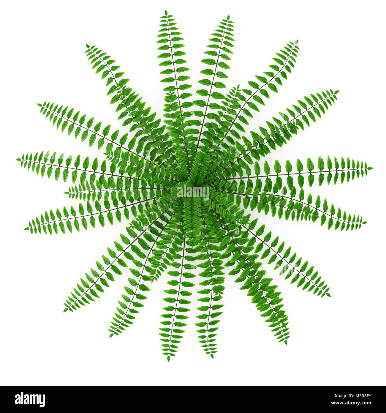 Fern isolated on white. Top view. 3D illustration Stock Photo - Alamy