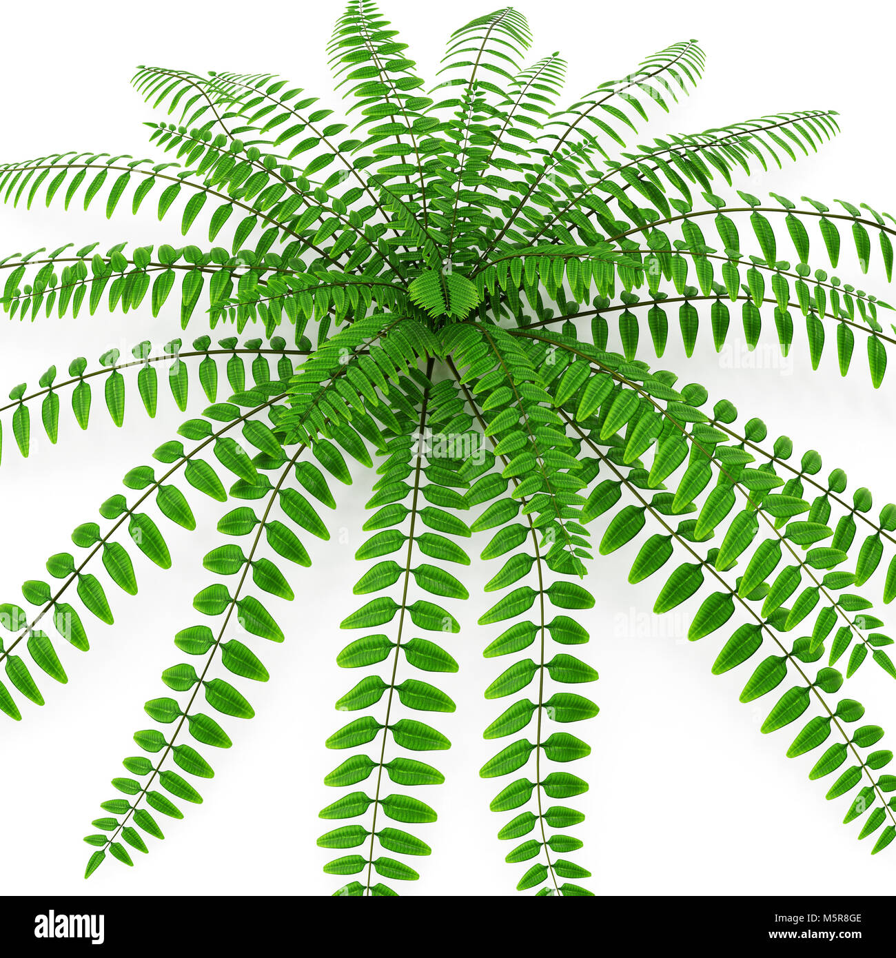 Isolated ferns hi-res stock photography and images - Alamy