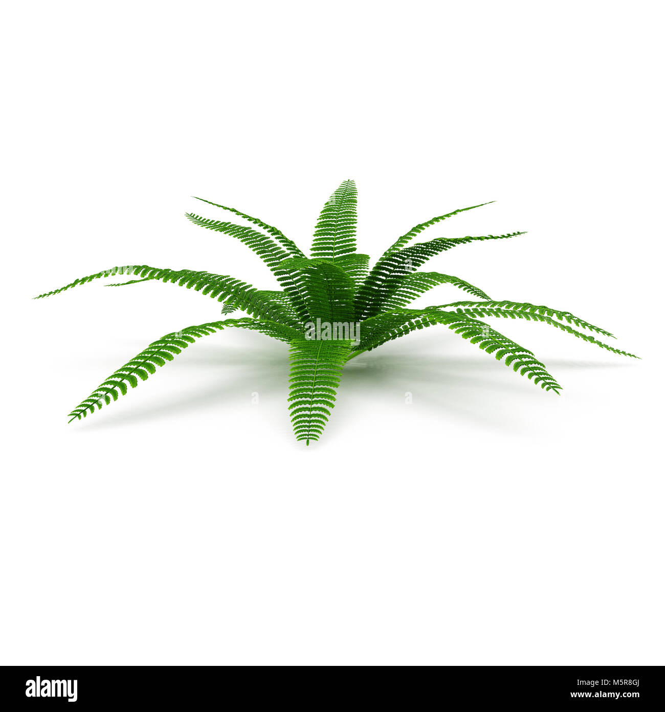 Fern isolated on white. Side view. 3D illustration Stock Photo - Alamy