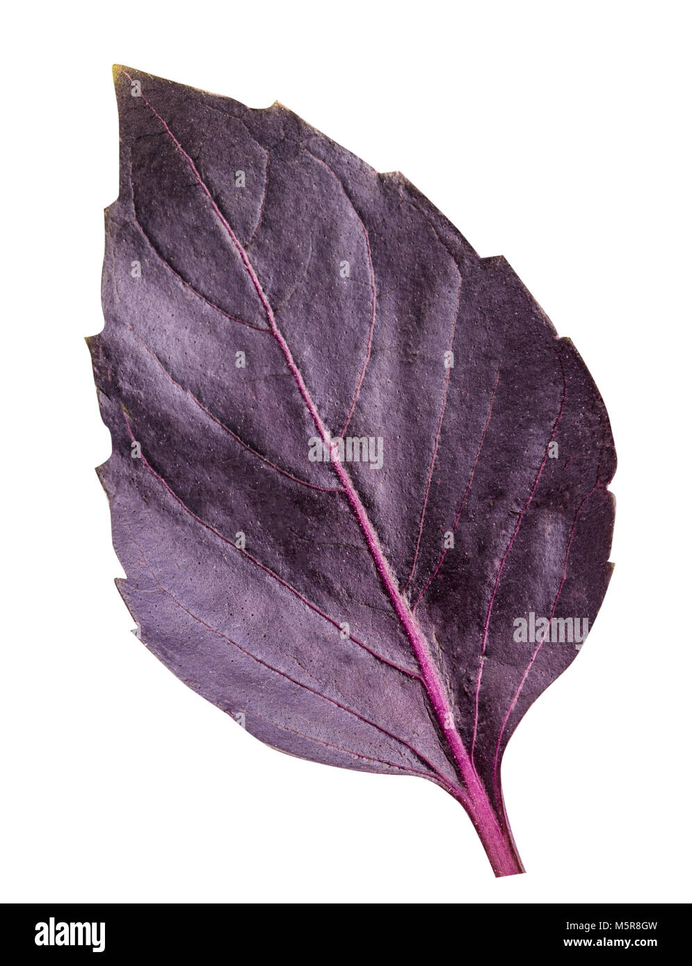 Fresh red basil herb leaves isolated on white background. Purple Dark ...