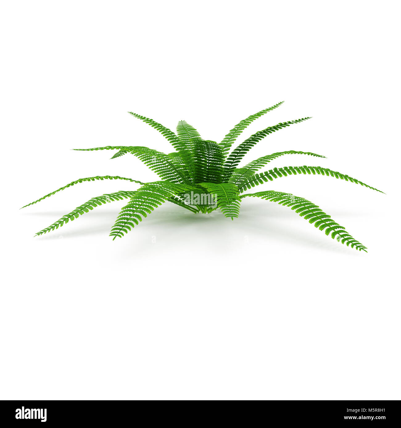 Fern isolated on white. Side view. 3D illustration Stock Photo - Alamy